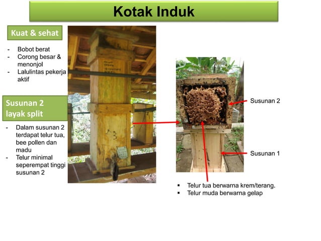 Teknik Split Koloni Trigona itama 290524.pdf