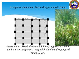 Teknik transplantasi lamun | PPTX