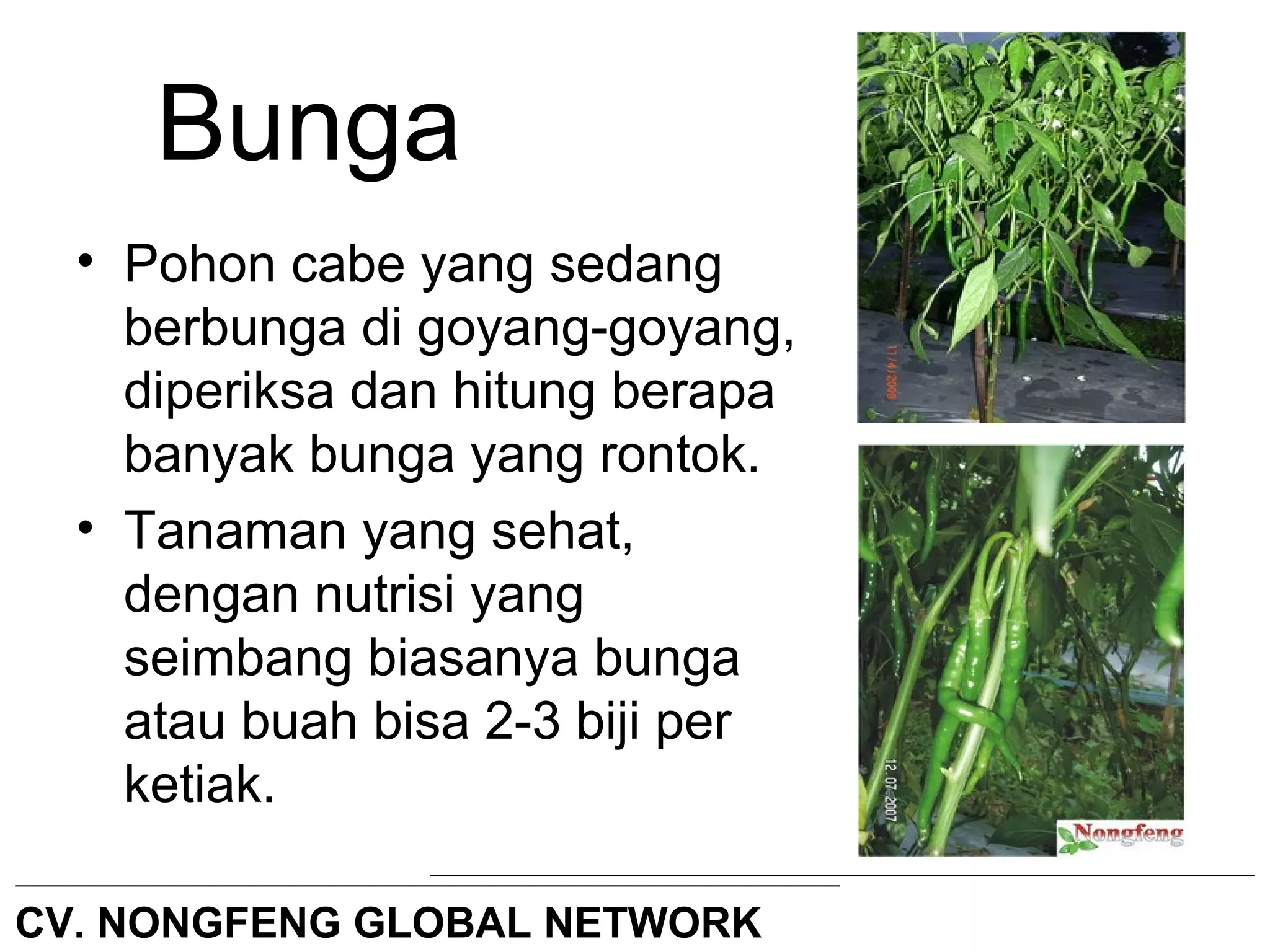 Teknis budidaya tanaman cabe | PPT