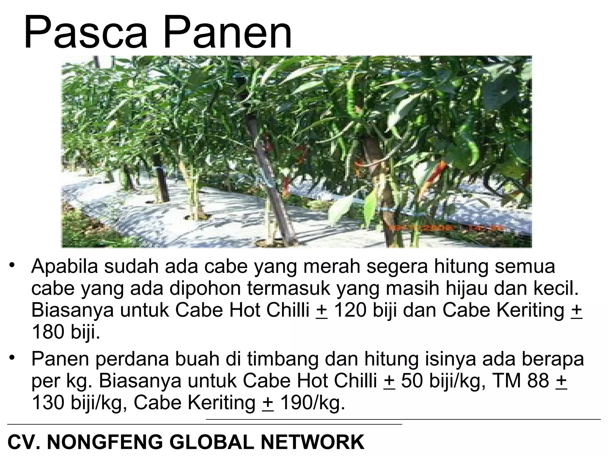 Teknis budidaya tanaman cabe | PPT