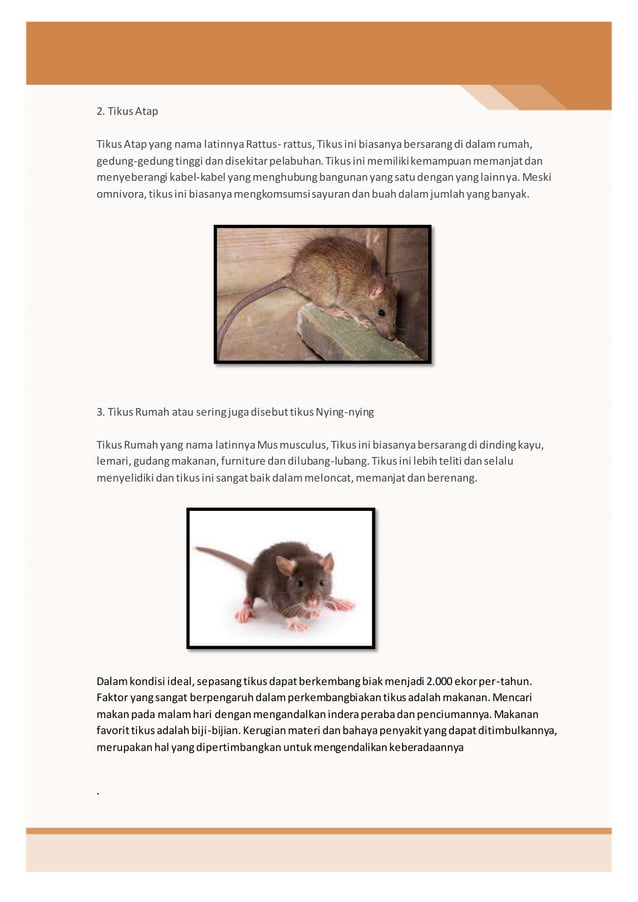 Pembasmi Tikus Bekasi - 083820864221 | PDF