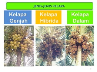 Teknologi Budidaya Kelapa Genjah 1.pptx