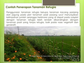 TEKNOLOGI BUDIDAYA REFUGIA.pdf
