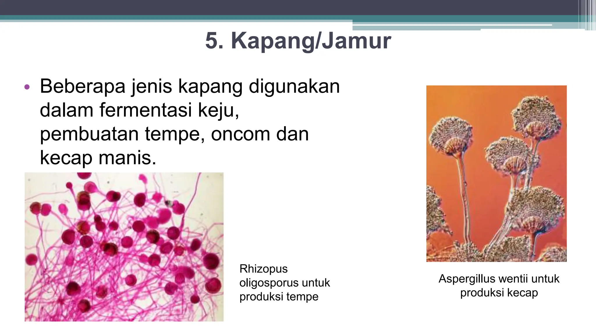 Teknologi Fermentasi dan Aplikasinya dalam Pengolahan Pangan.pptx