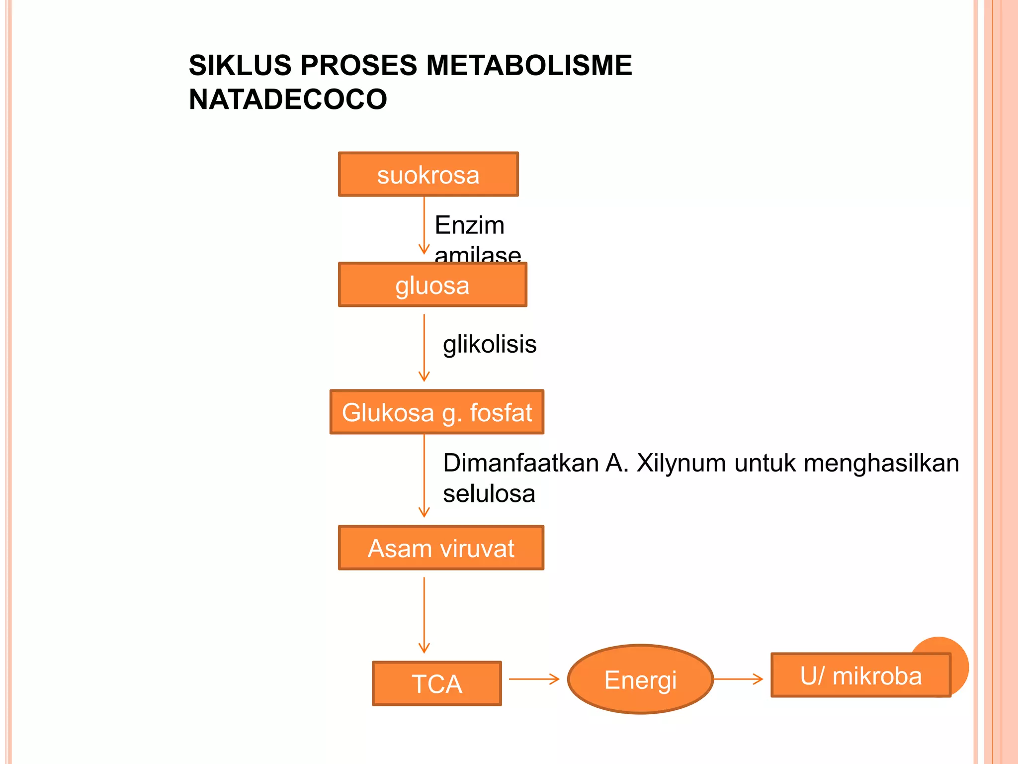 Teknologi Fermentasi pada Natadecoco | PPTX