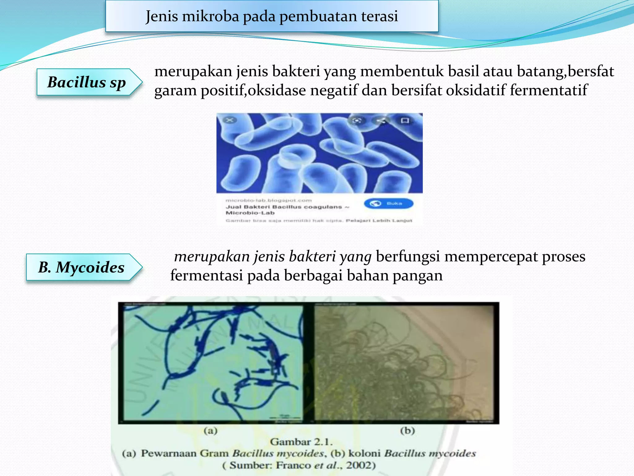 Teknologi Fermentasi Terasi (Dani Meriyani, Sari Bella, Lisrawati) | PPTX