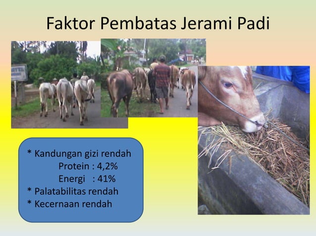 Teknologi pengolahan pakan sapi | PPSX