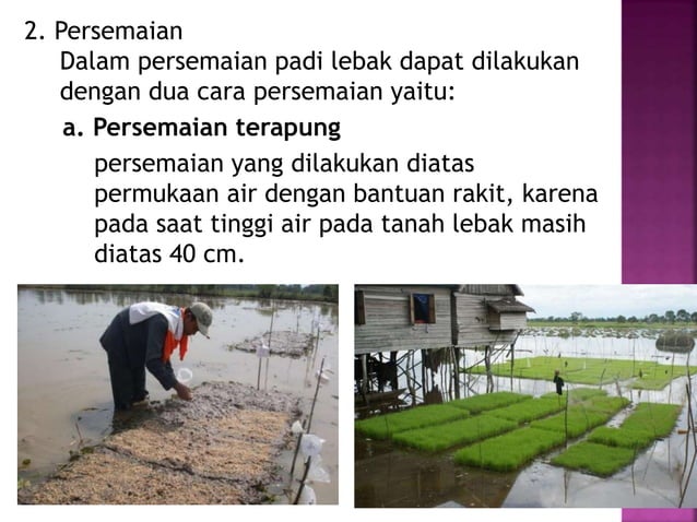 Teknologi produksi padi pada lahan rawa lebak | PPTX