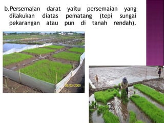 Teknologi produksi padi pada lahan rawa lebak | PPTX