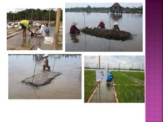 Teknologi produksi padi pada lahan rawa lebak | PPTX