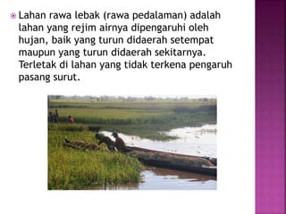 Teknologi produksi padi pada lahan rawa lebak | PPTX