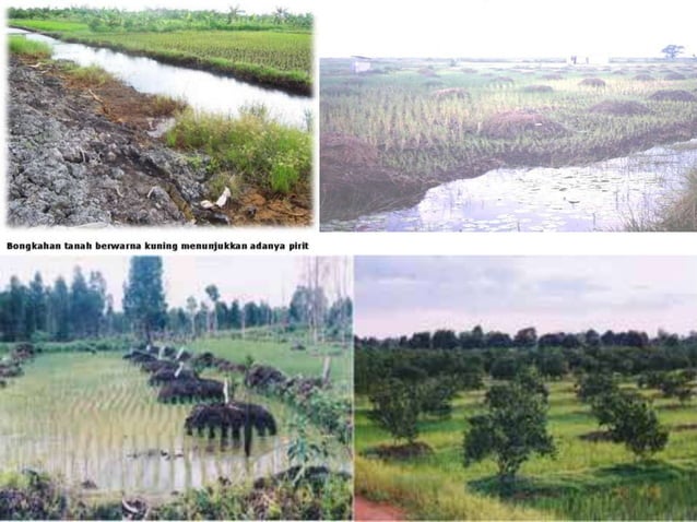 Teknologi produksi padi pada lahan rawa pasang surut | PPTX