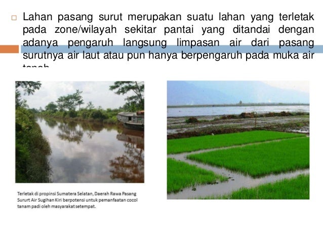 Teknologi produksi padi pada lahan rawa pasang surut