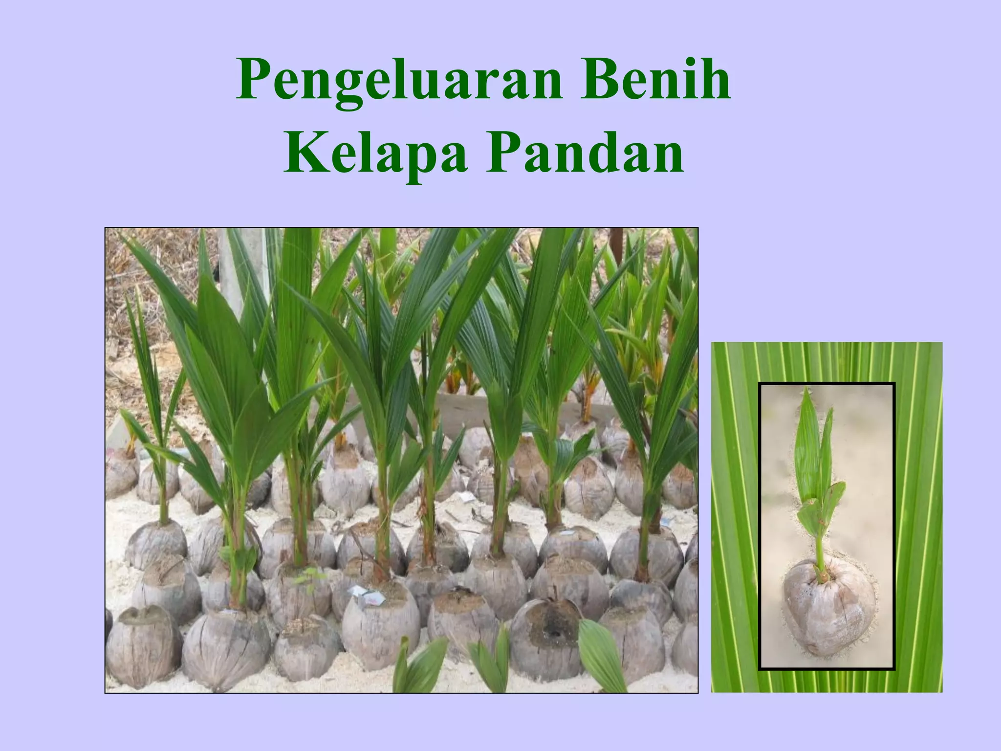 TEKNOLOGI TANAMAN KELAPA PANDAN | PDF