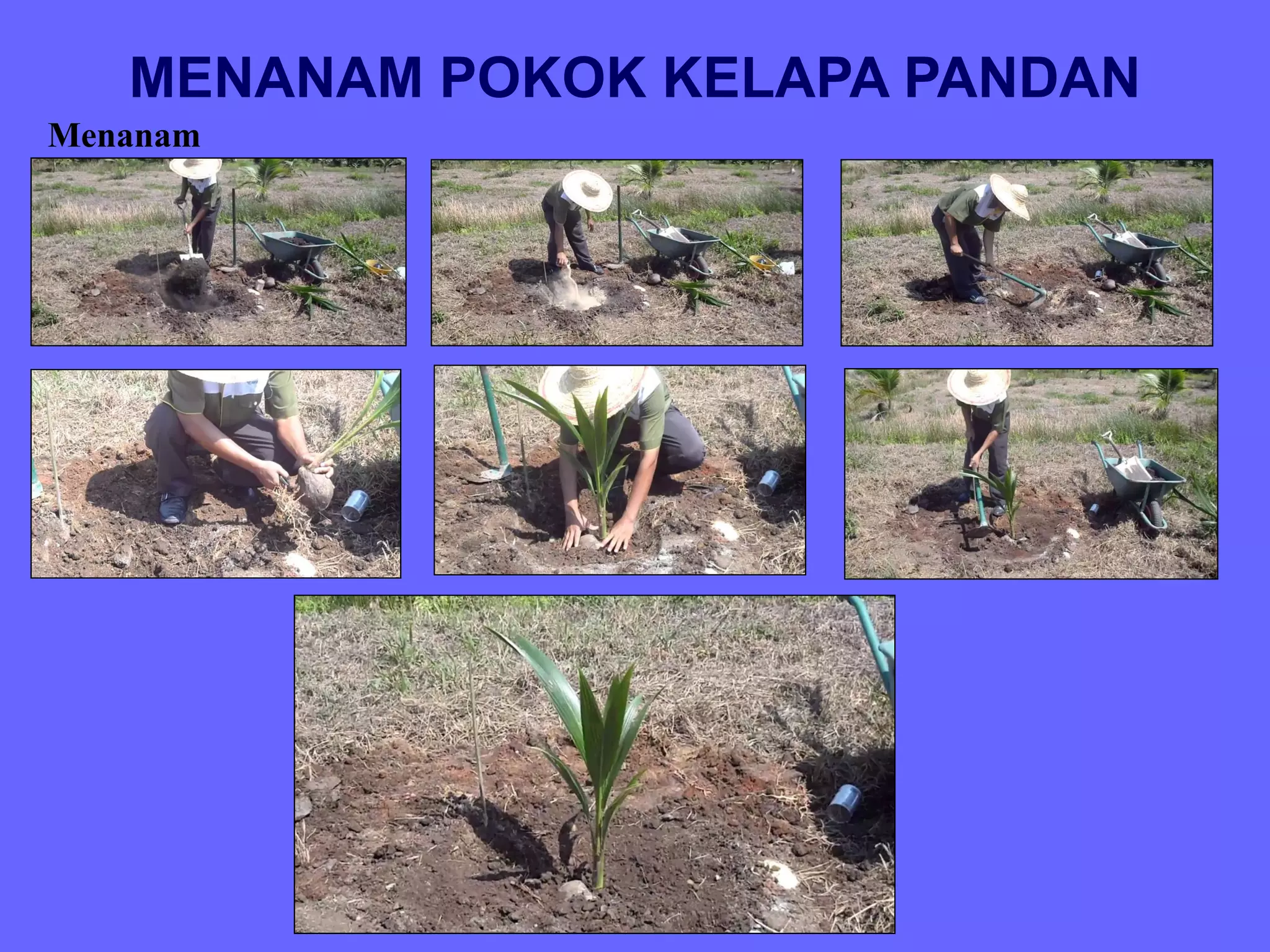TEKNOLOGI TANAMAN KELAPA PANDAN | PDF