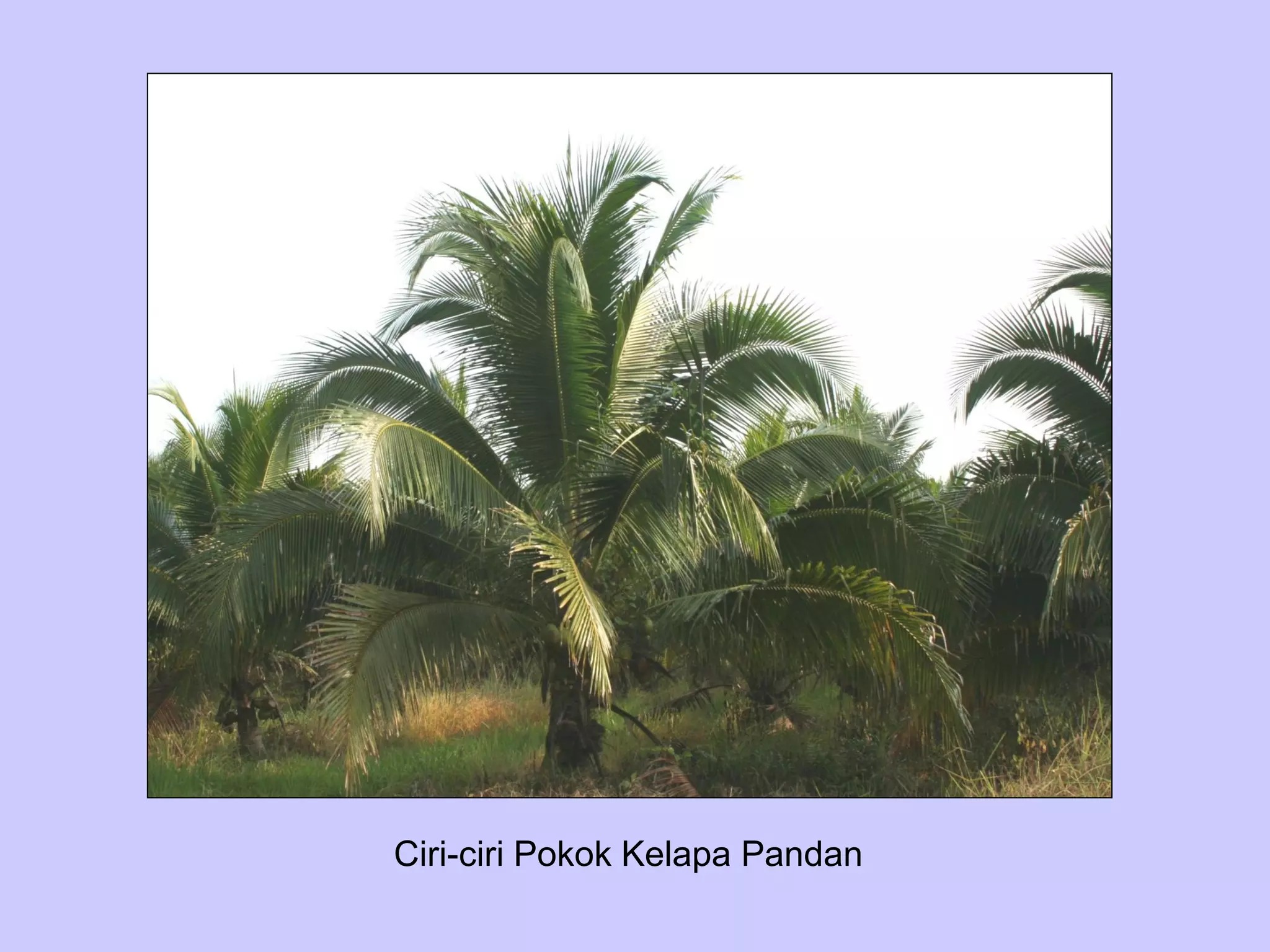 TEKNOLOGI TANAMAN KELAPA PANDAN | PDF