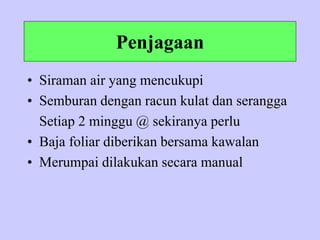 TEKNOLOGI TANAMAN KELAPA PANDAN | PDF