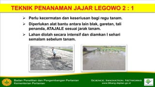 Teknologi UT padi sawah | PPTX