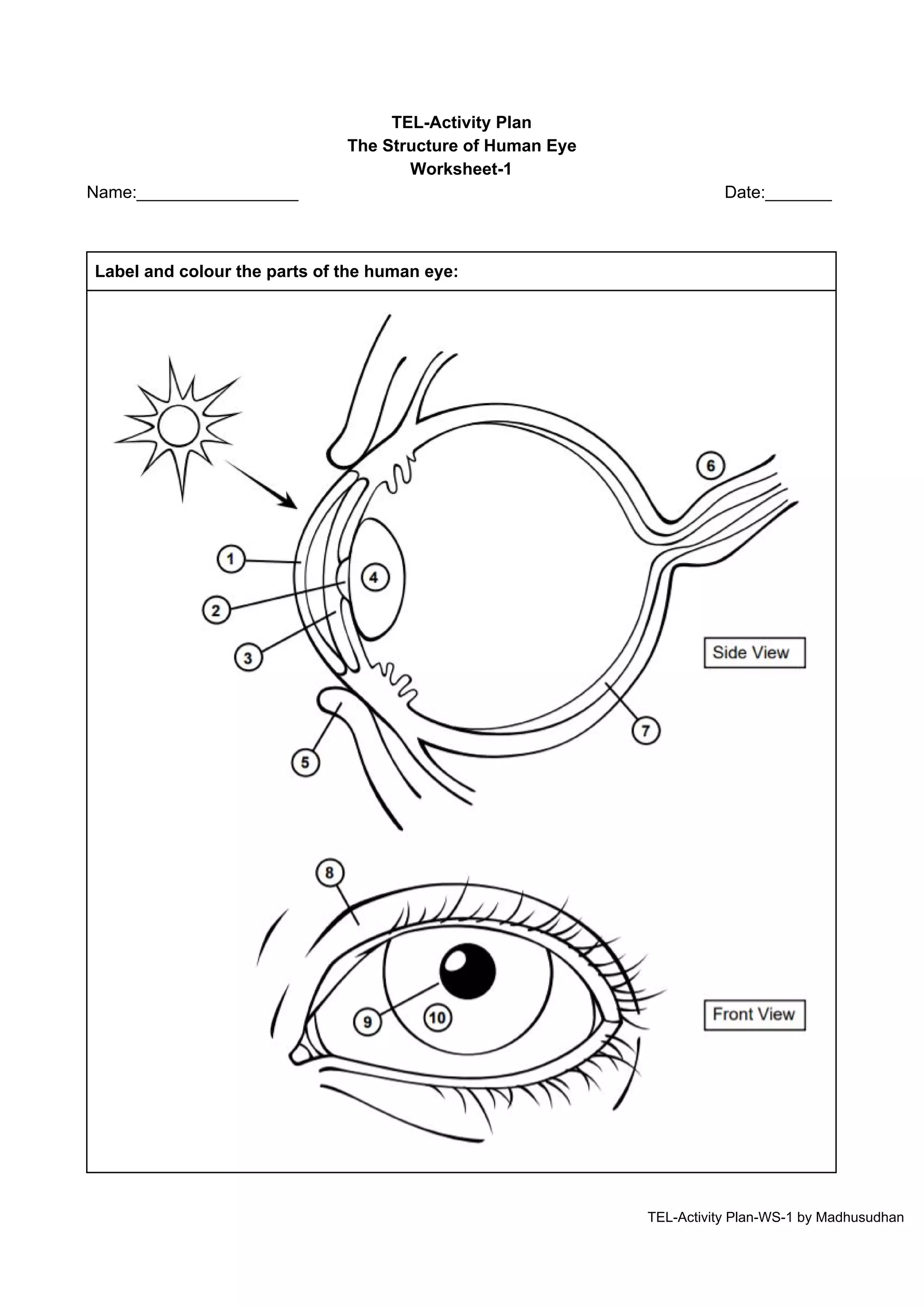 Tel activity plan-human eye-worksheet1 | PDF