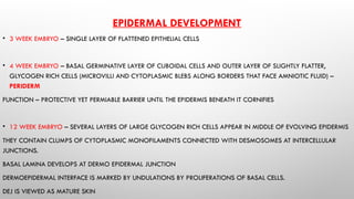 Comprehensive Overview of Human Skin Structure and Development | PPTX