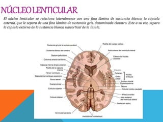 Telencefalo | PPTX