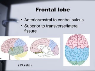 Telencephalon Anatomy