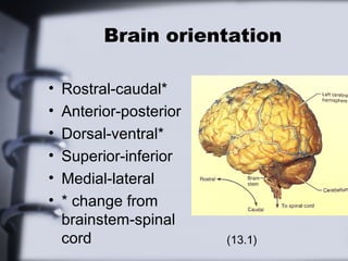 Telencephalon Diagram