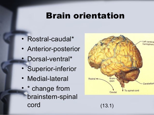 Anatomija Telencephalon