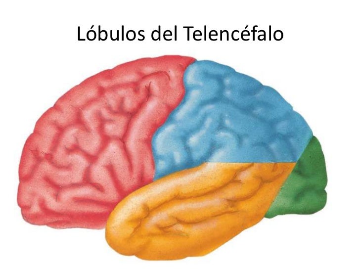 Telencfalo (1)