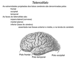 Organização Anatomica do Telencéfalo_ Usp | PDF