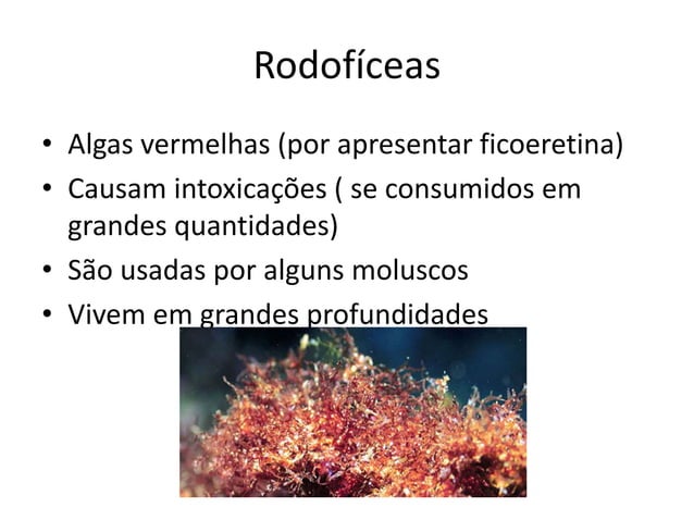 Talófitas - Reino vegetal | PPTX