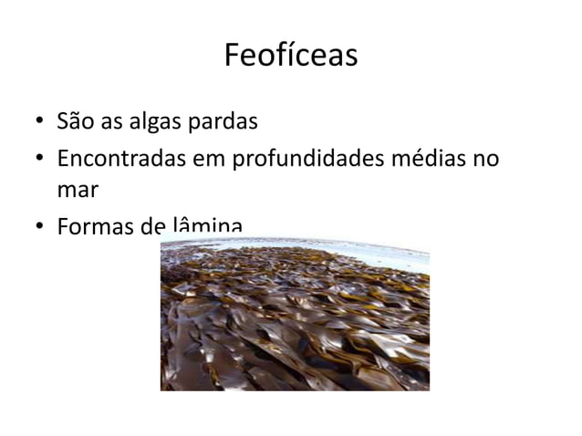 Talófitas - Reino vegetal | PPTX