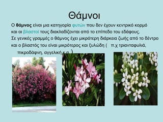 Tα είδη φυτών | PPT