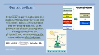 Υδατάνθρακες | PPTX