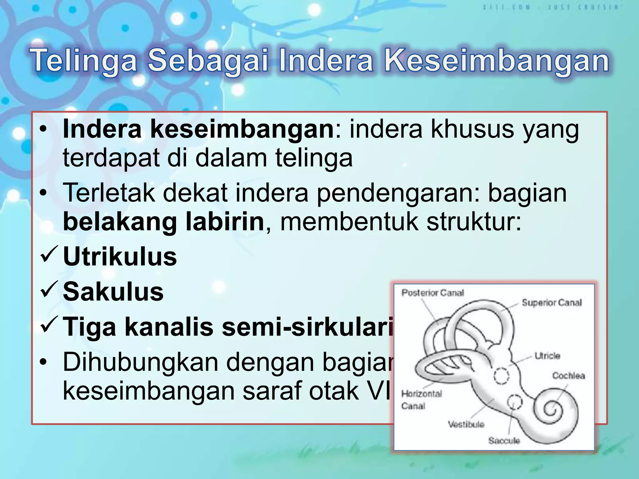 Telinga | PPTX