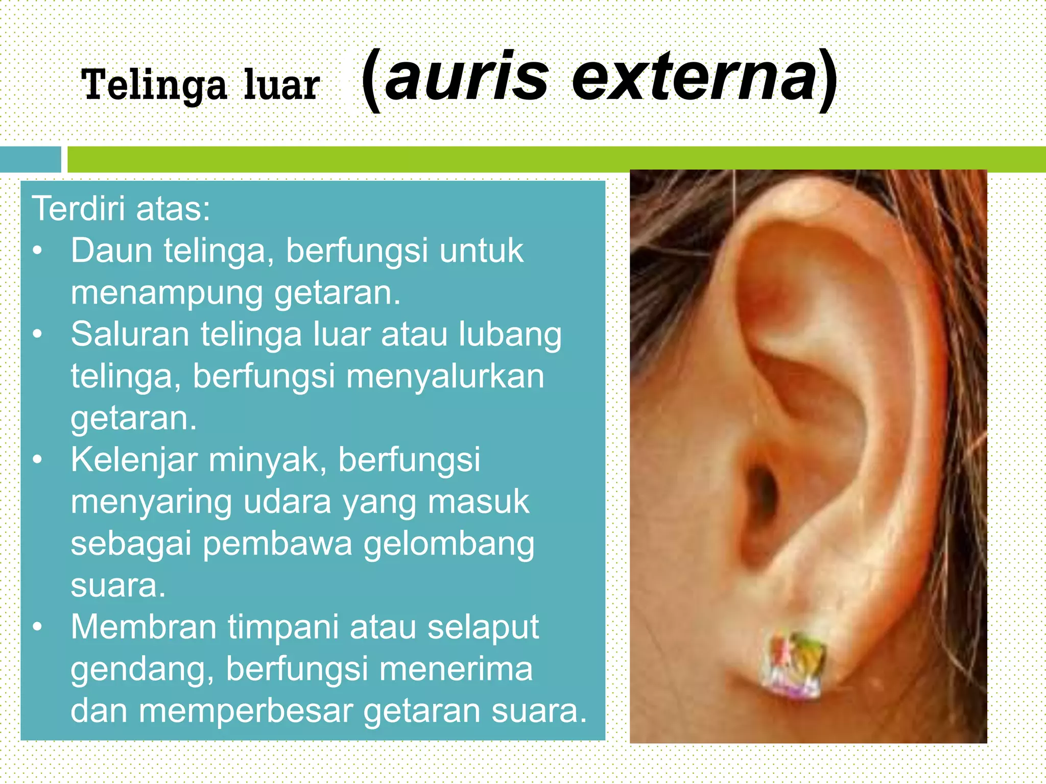 Indra Pendengaran | PPTX