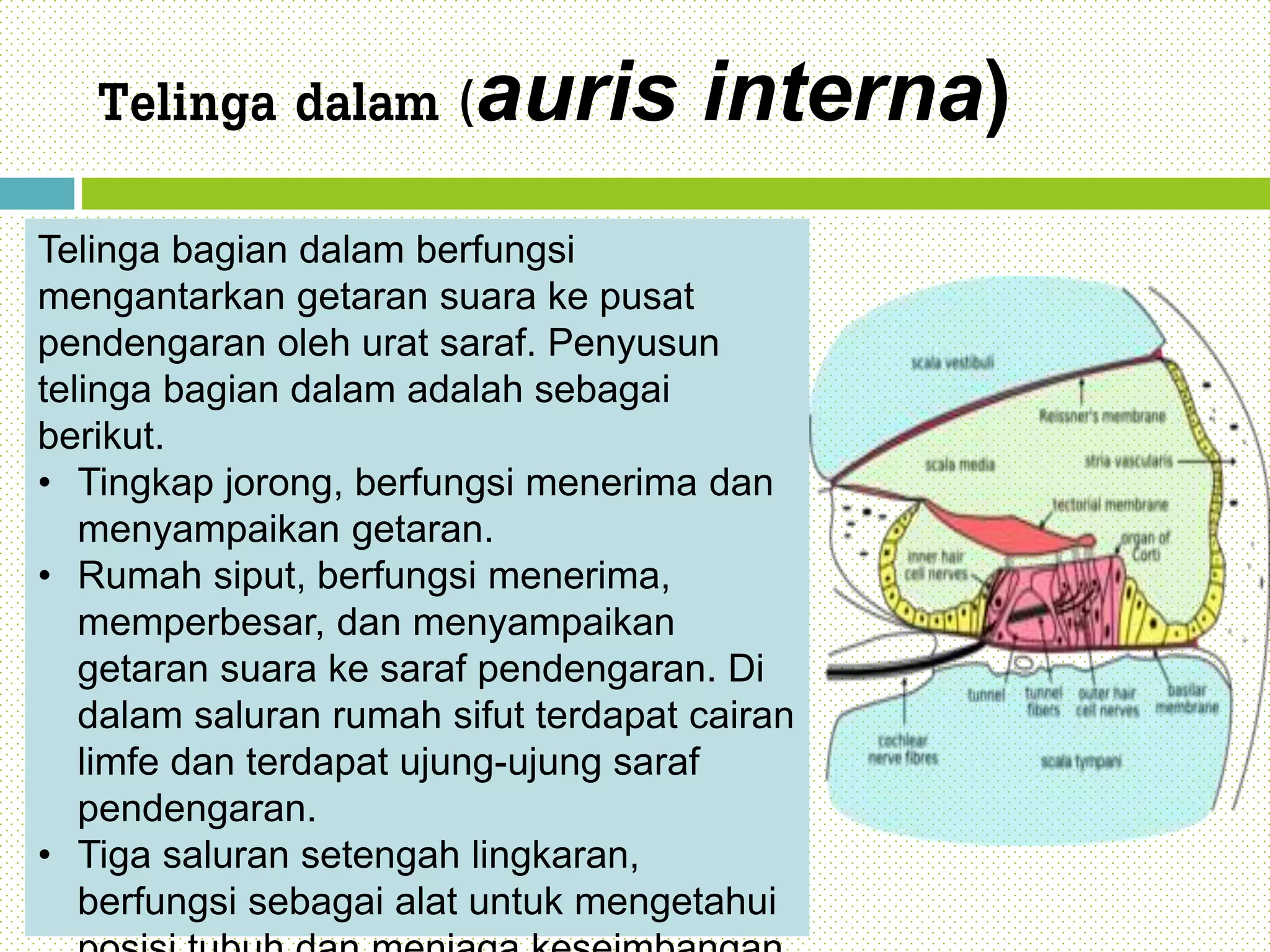 Indra Pendengaran | PPTX
