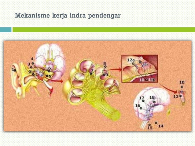 Indra Pendengaran | PPTX