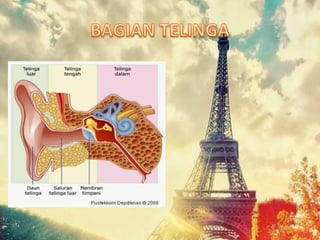 Powerpoint Organ Telinga Kelas 8 Semester 2 | PPT