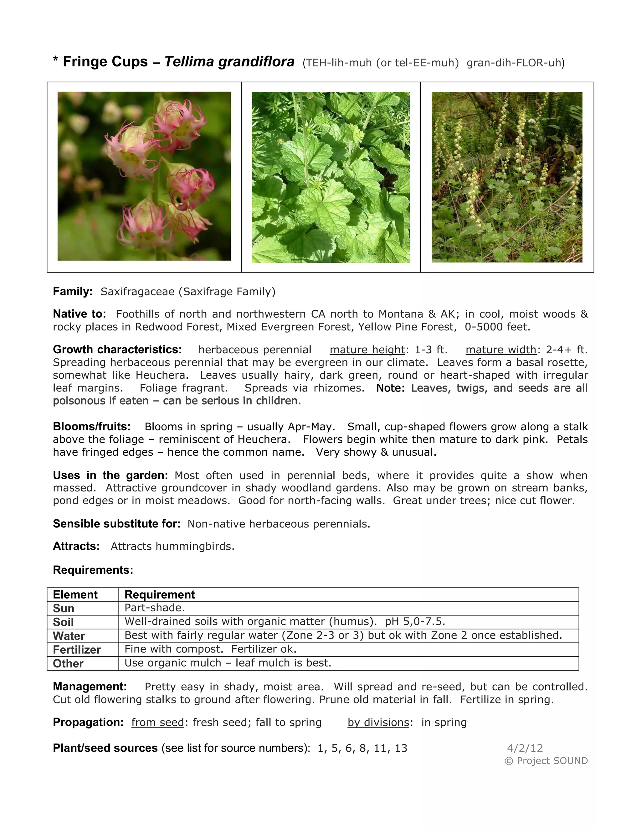 Tellima grandiflora | PDF