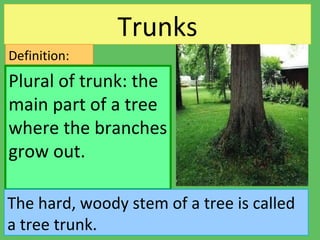 Tell me tree vocab | PPT