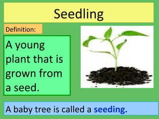 Tell me tree vocab | PPT