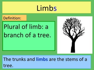 Tell me tree vocab | PPT