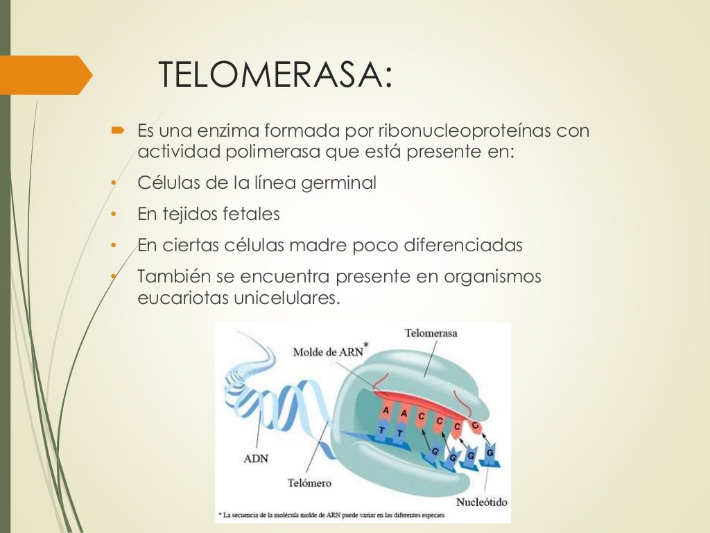 Telomerasa