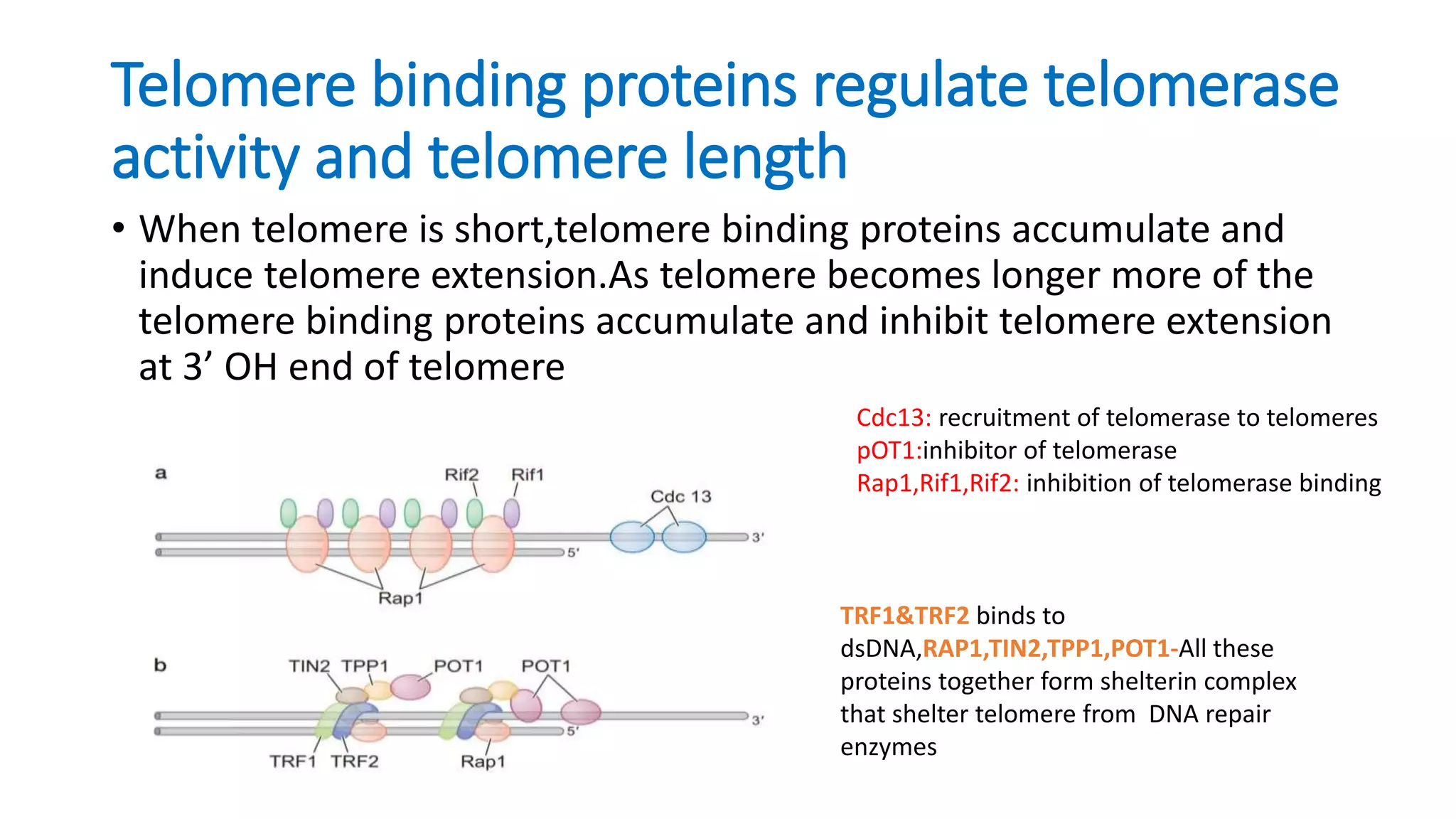 telomerase and function.pptx