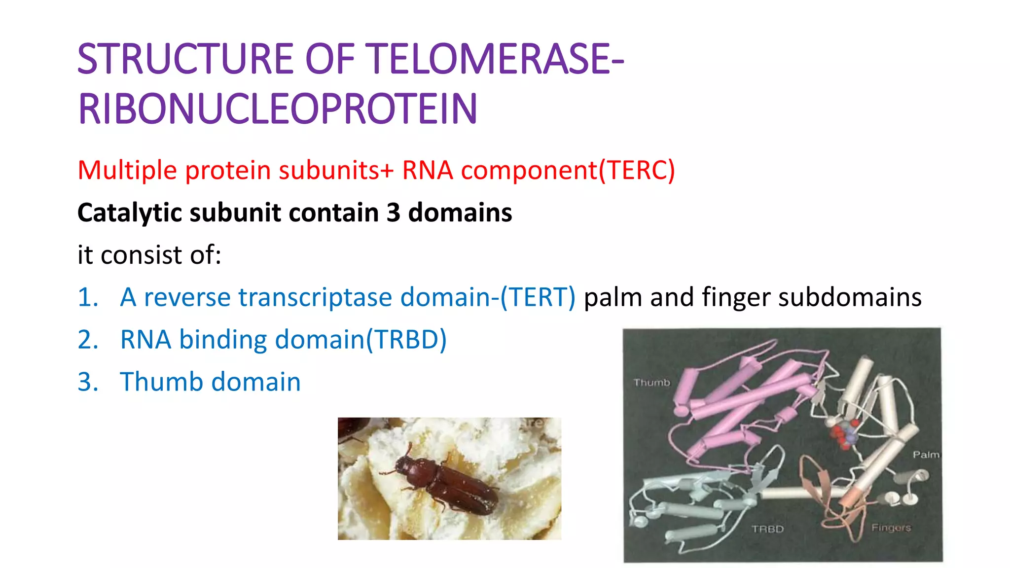 telomerase and function.pptx