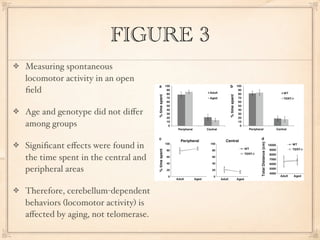 Telomerase and mice | PPT