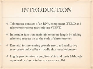 Telomerase and mice | PPT