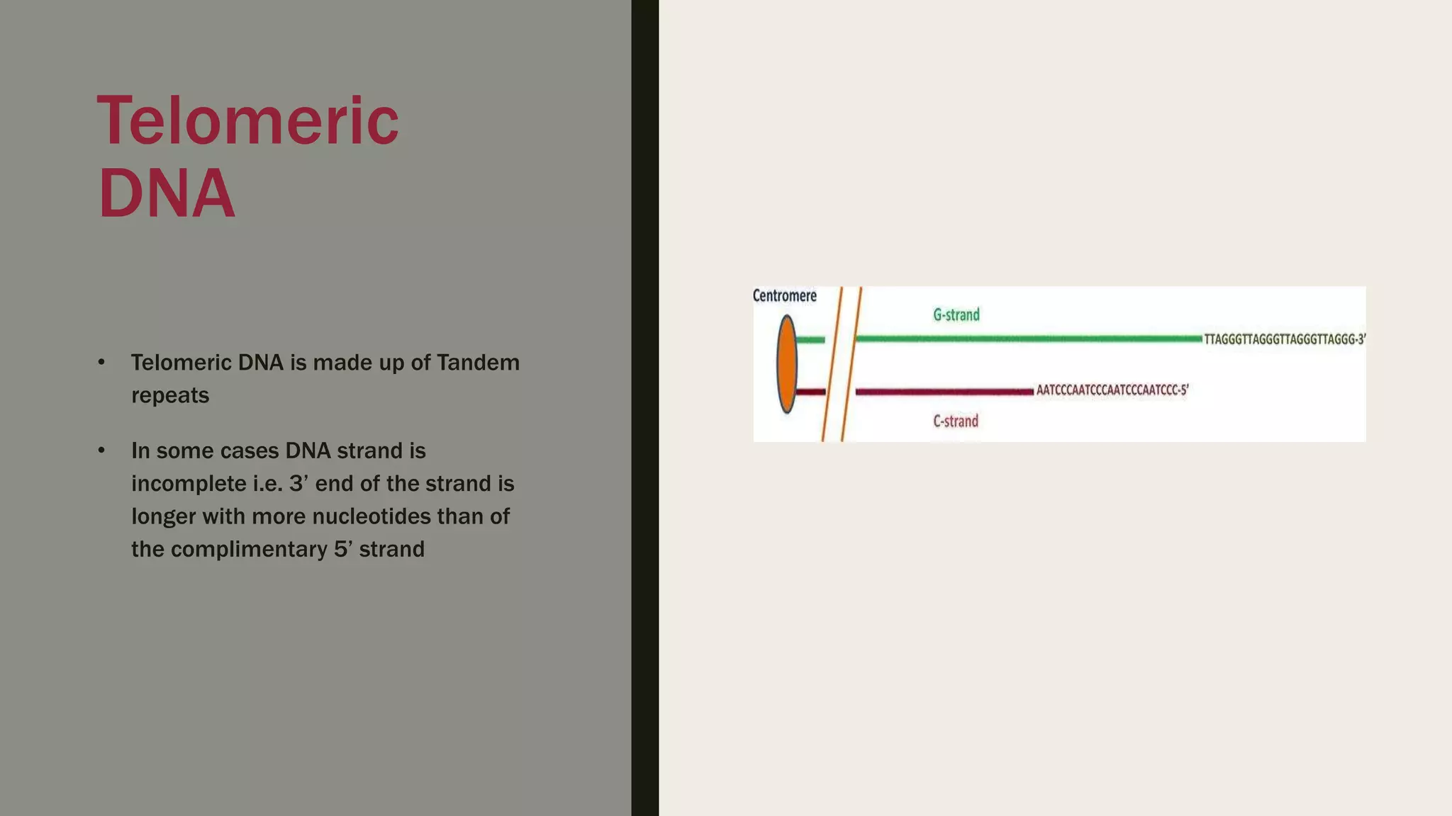 Telomerase | PPT | Free Download