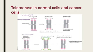 Telomerase | PPTX